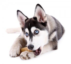 The 50 Best Alaskan Names For Your Dog