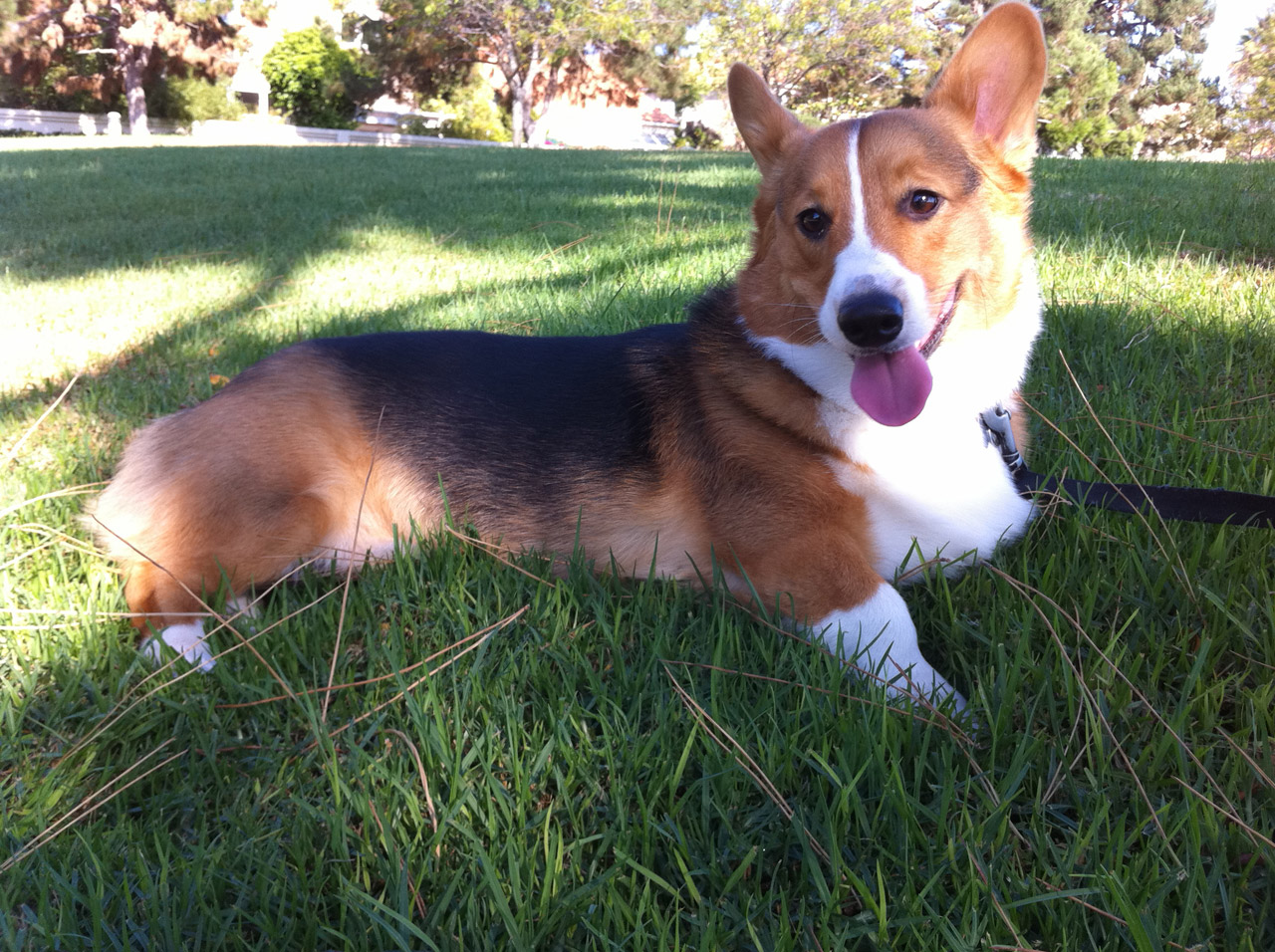 10 Interesting Facts About Corgis