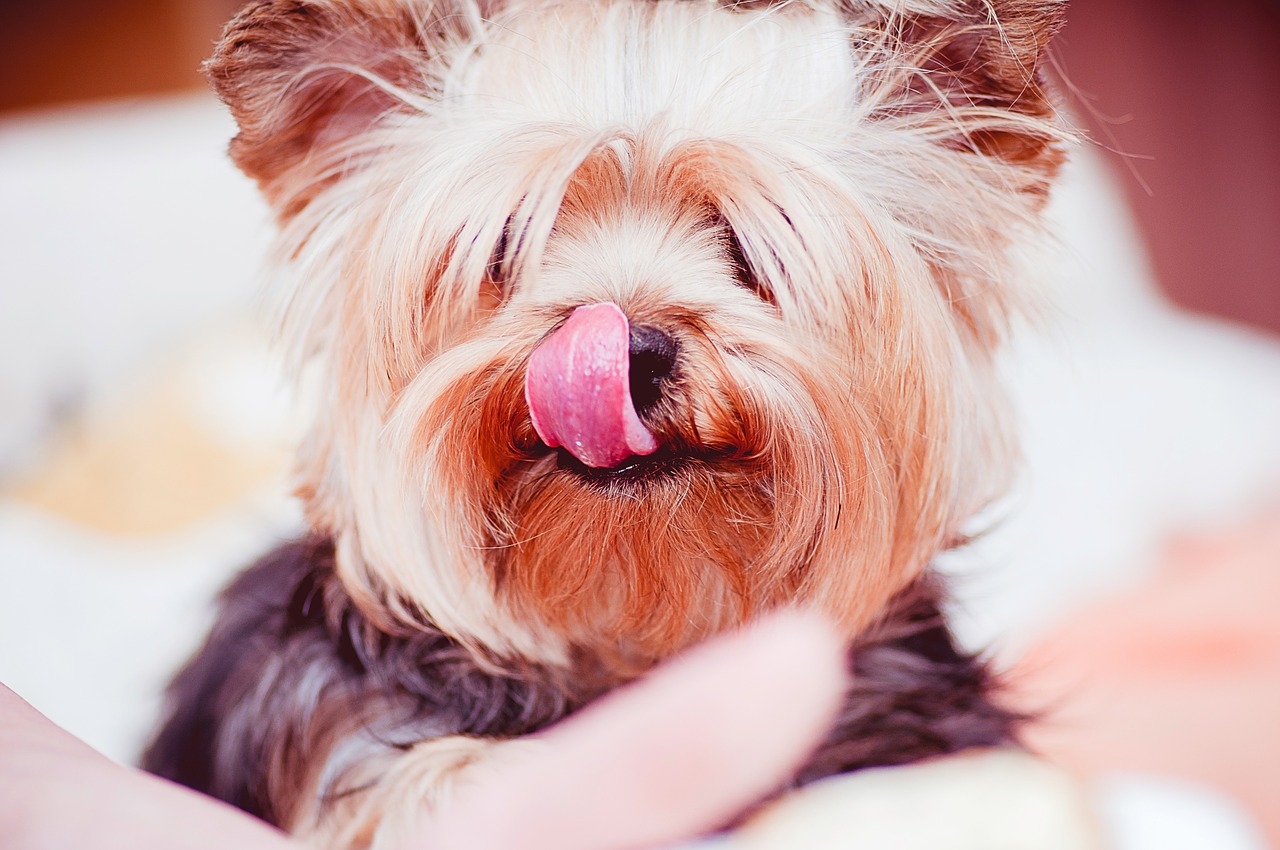 Yorkie Personality and Temperament