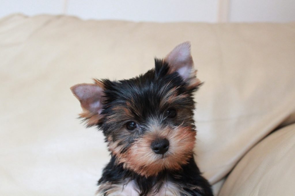 Yorkie Personality and Temperament