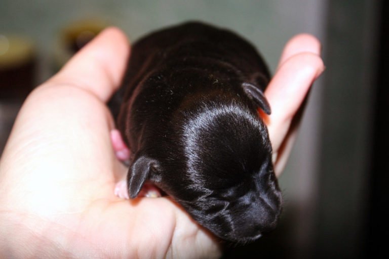 When Do Puppies Open Their Eyes? Puppy Development from 1 to 8 Weeks