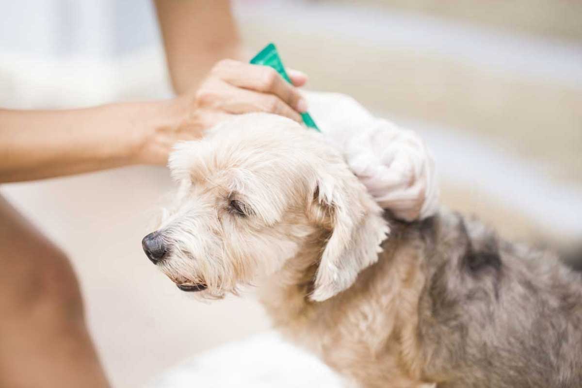Puppy Deworming Schedule - Procedure, Efficacy, Recovery & Prevention