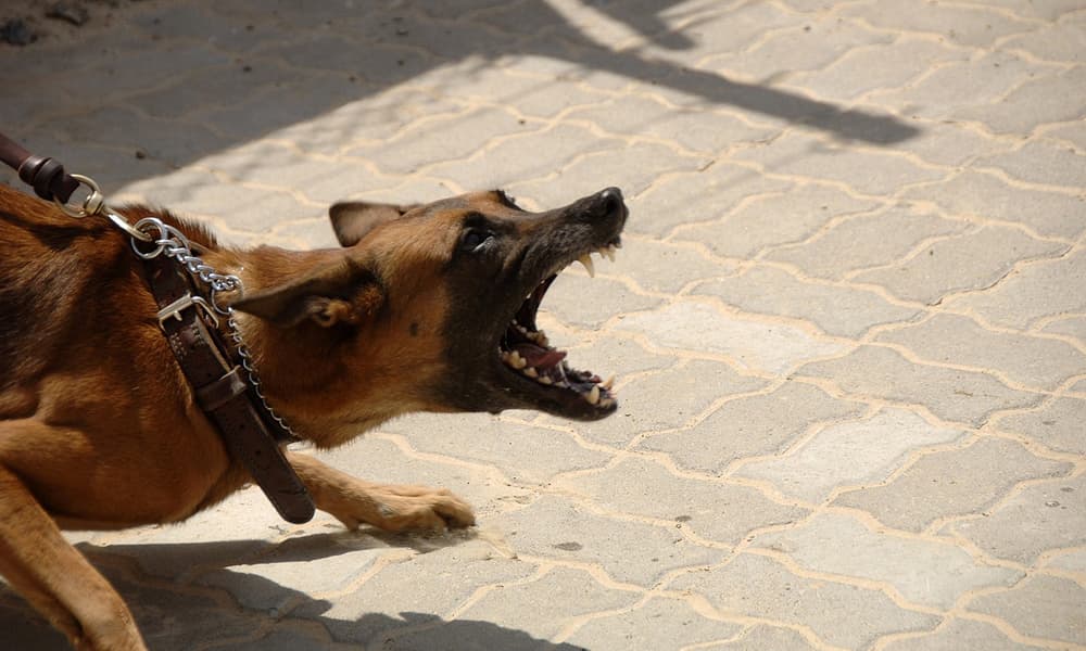 How to Discipline a Puppy or Dog: Effectively Punishing Your Dog