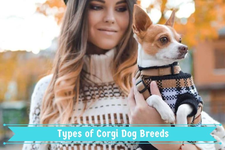Types of Corgi Dog Breeds - The Cardigan Welsh Corgi vs. the Pembroke ...