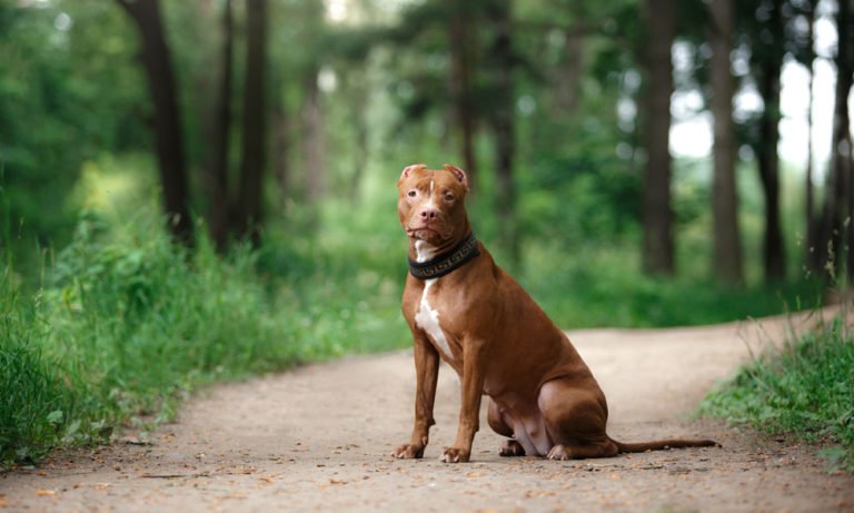 Different Types of Pitbulls: Differences, Appearances, Traits & Pictures