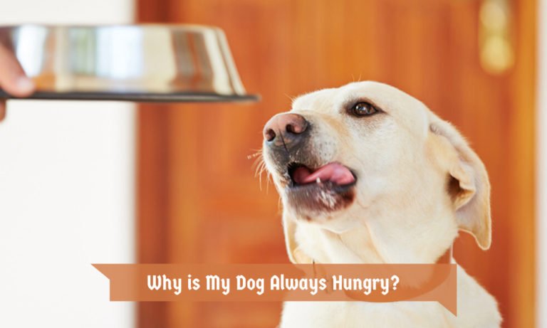 Promise - I Feed Him! Why is My Dog Always Hungry?