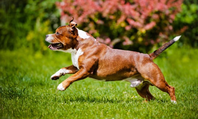 Different Types of Pitbulls: Differences, Appearances, Traits & Pictures