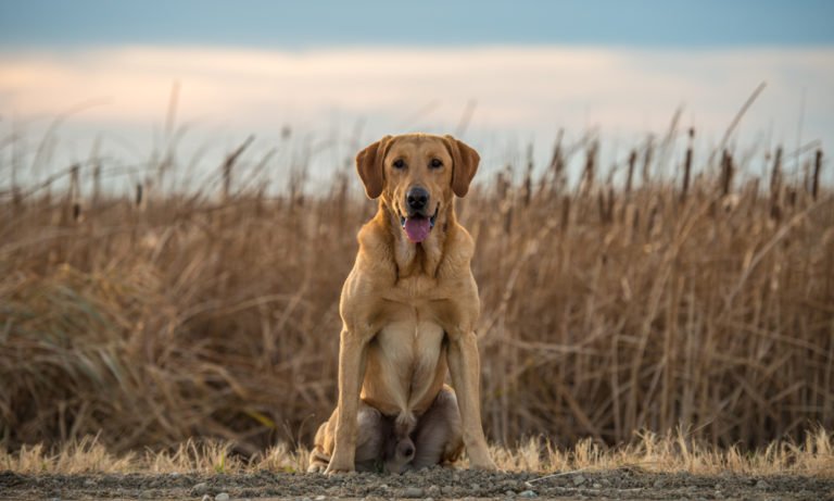 The Best Companion Dogs for Your Health and Personality