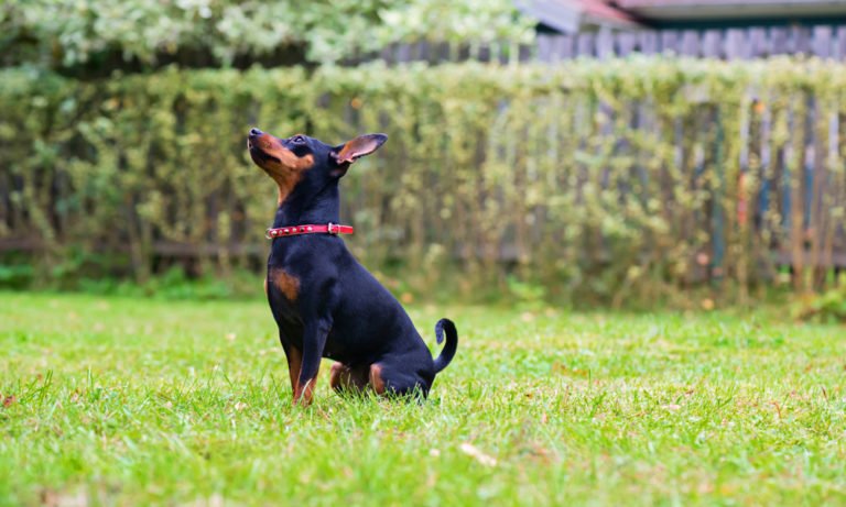 10 Amazing Small Dog Breeds with Short Hair - Low Grooming Needs