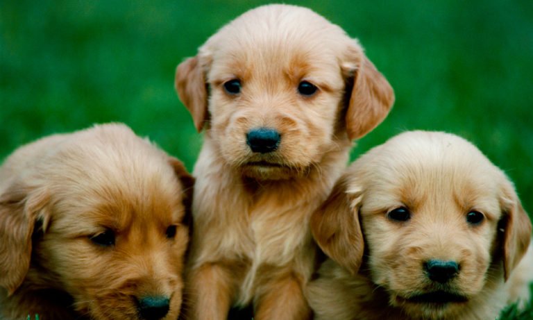 When Does a Dog Stop Growing - Puppy Development Stages