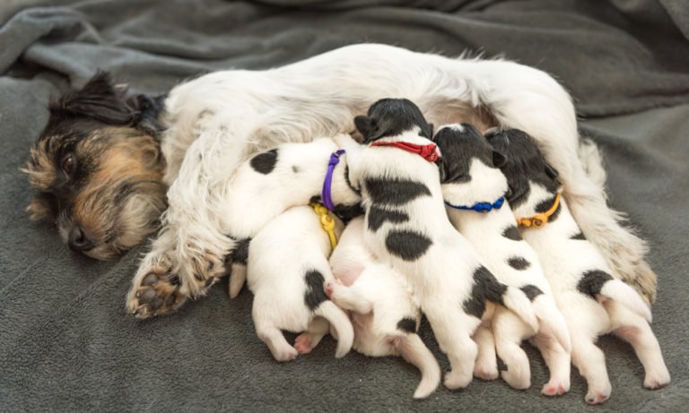 When Does a Dog Stop Growing - Puppy Development Stages