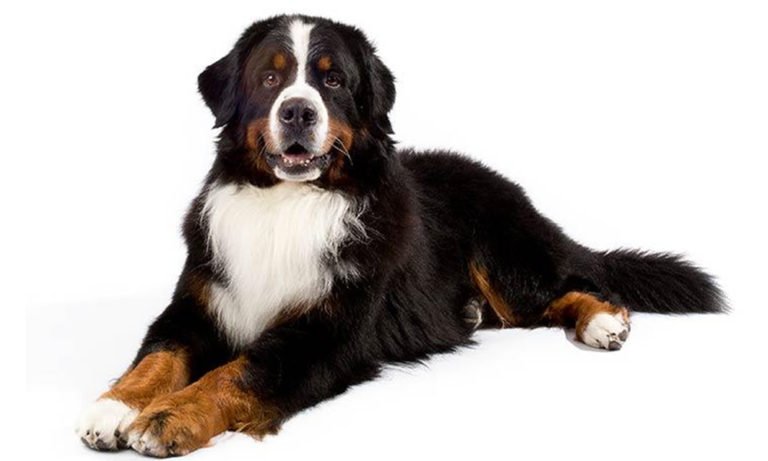 10 Stunning Long-Haired Dogs